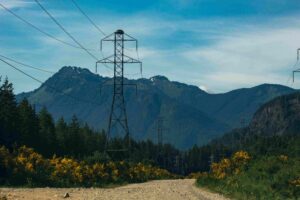 Tree Touching Power Line? What You Should Do