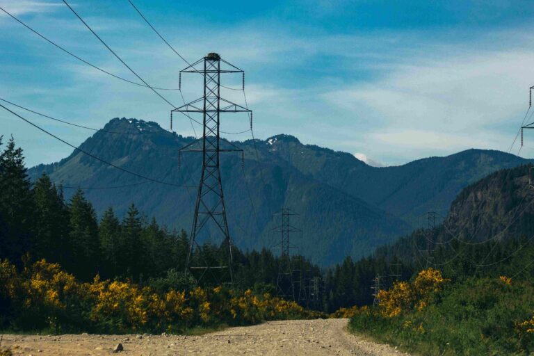 Tree Touching Power Line? What You Should Do